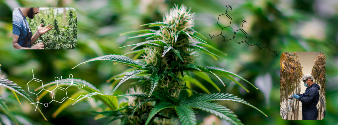 Learn About Cannabinoids: The Compounds That Power Kind+Life Products ...